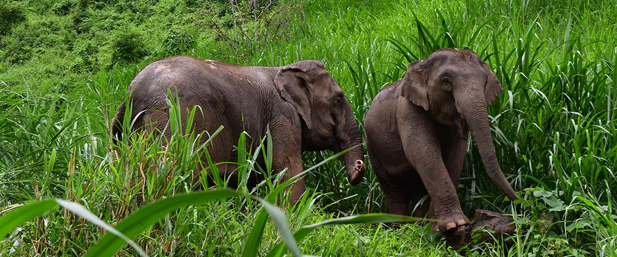 Visit & Volunteer - Elephant Nature Park Booking System