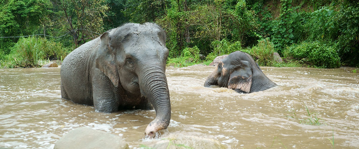 Visit & Volunteer - Elephant Nature Park Booking System