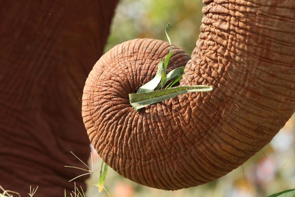 The Fascinating Trunks of Elephants - Elephant Nature Park