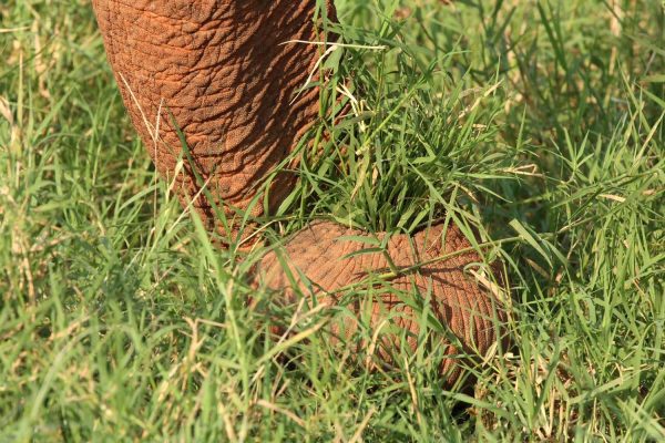 The Fascinating Trunks of Elephants - Elephant Nature Park