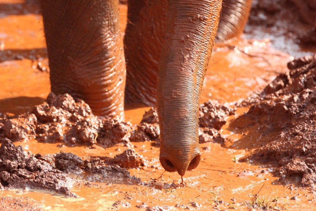 The Fascinating Trunks of Elephants - Elephant Nature Park