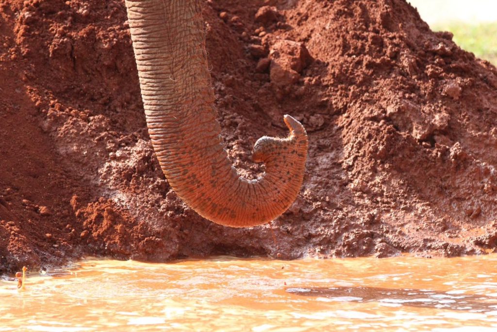 The Fascinating Trunks of Elephants - Elephant Nature Park